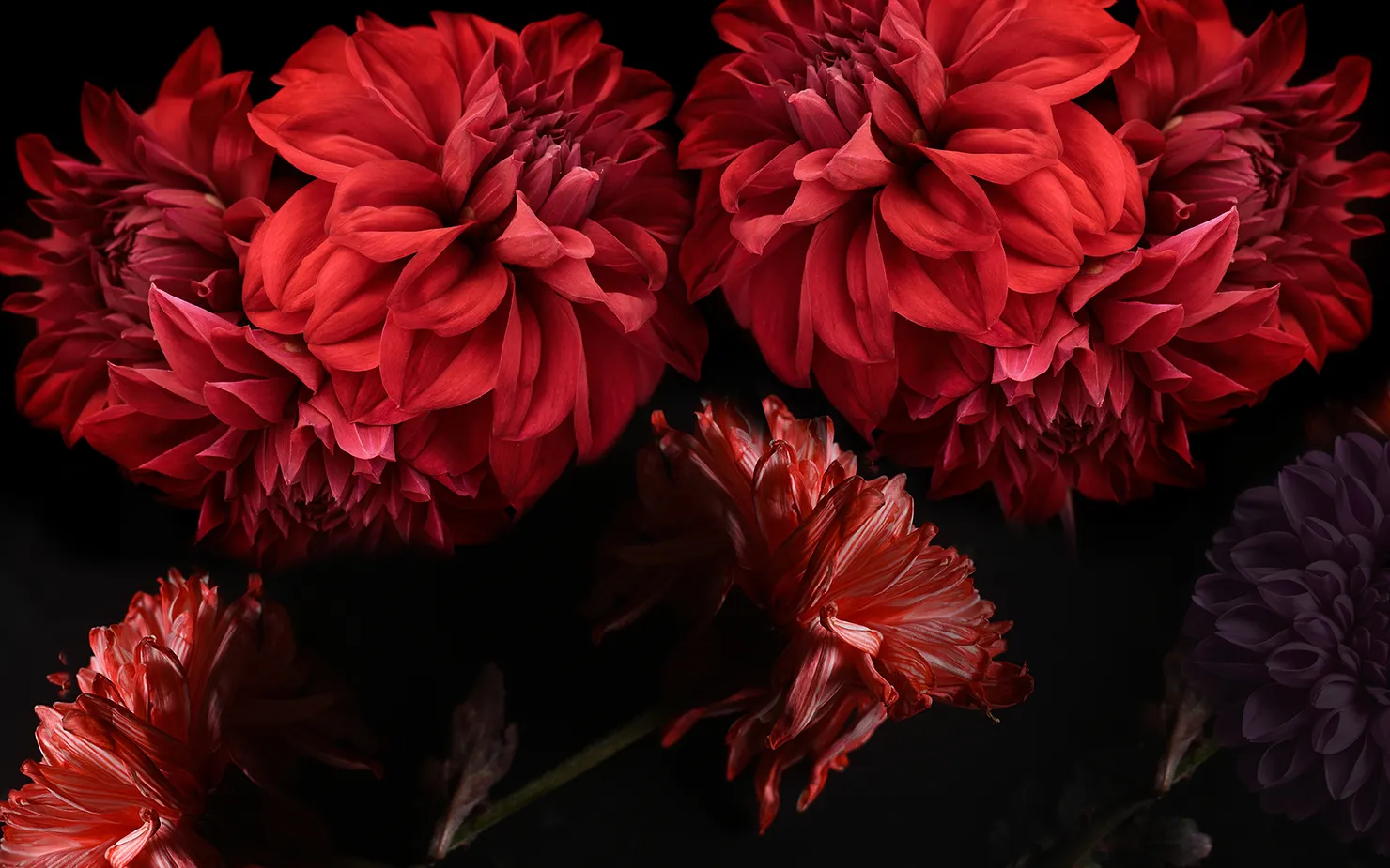 Red Photographic Oversized Dark Floral Wallpaper Mural